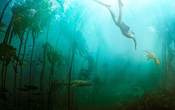 My Octopus Teacher (2020) Review | The Film Magazine
